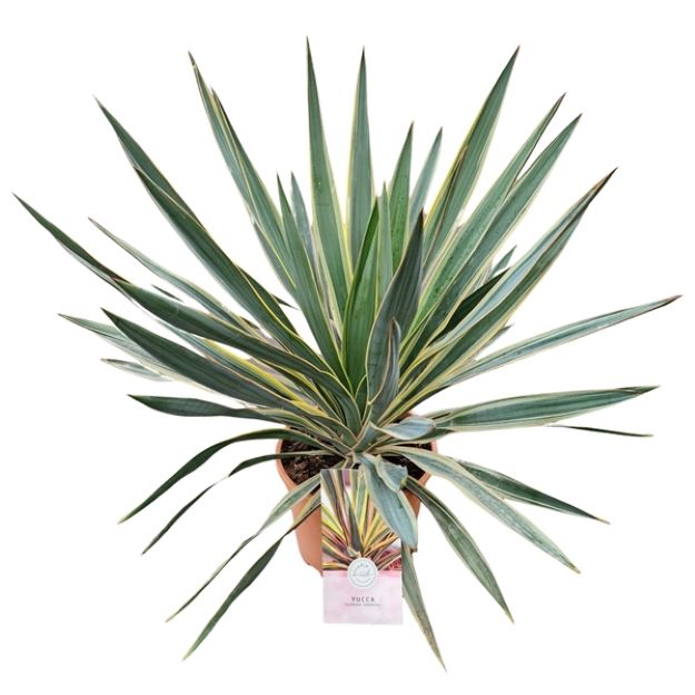 SAKS YUCCA 60