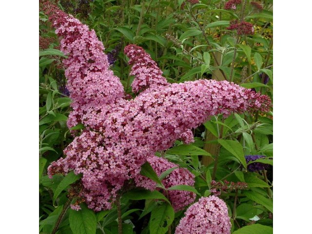 Letnji jorgovan - Buddleja davidii Pink Delight 1 god.