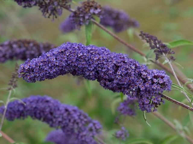 Letnji jorgovan - Buddleja davidii `Nanho Blue` 1 god.