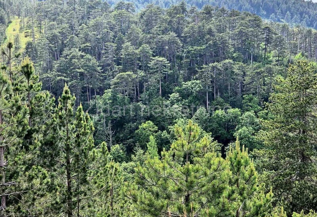 Zlatibor,Vodice, Izuzetan plac 11,43 ara, Preporuka