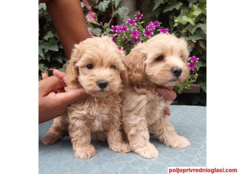 MALTIPOO stenad