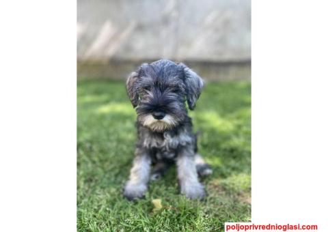 Patuljasti Šnaucer Miniature Schnauzer