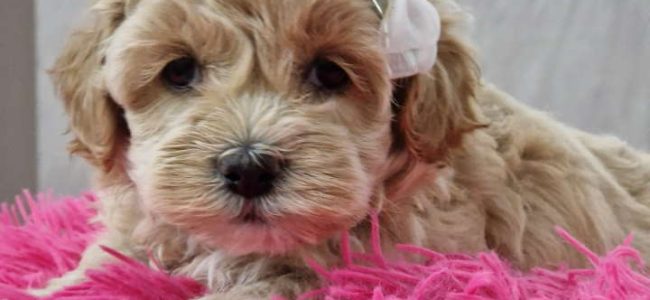 Preslatke bebice MALTIPOO