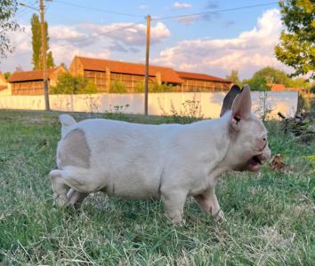 Francuski Buldog prelepi štenci