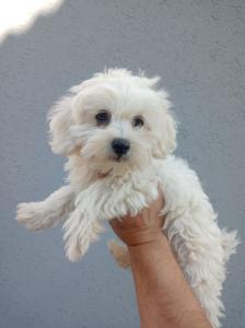 Maltipoo stenci