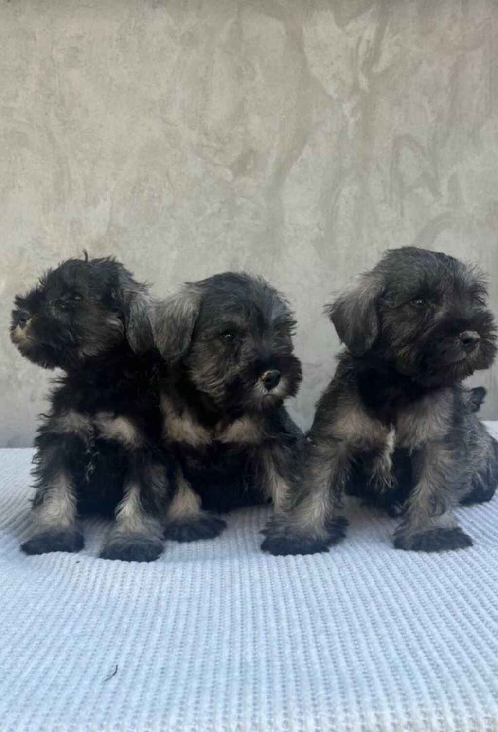 Patuljasti Šnaucer Patuljasti Šnaucer Miniature Schnauzer štenci