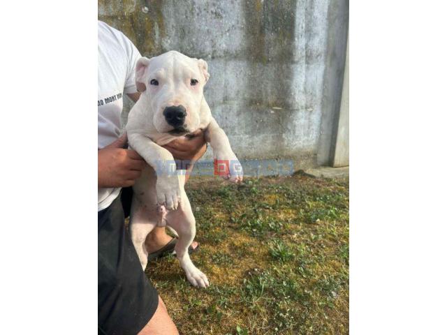 Dogo Argentino štenci