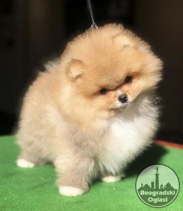 Pomeranac, Pomeranian, Boo stenci