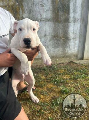 Dogo Argentino štenci