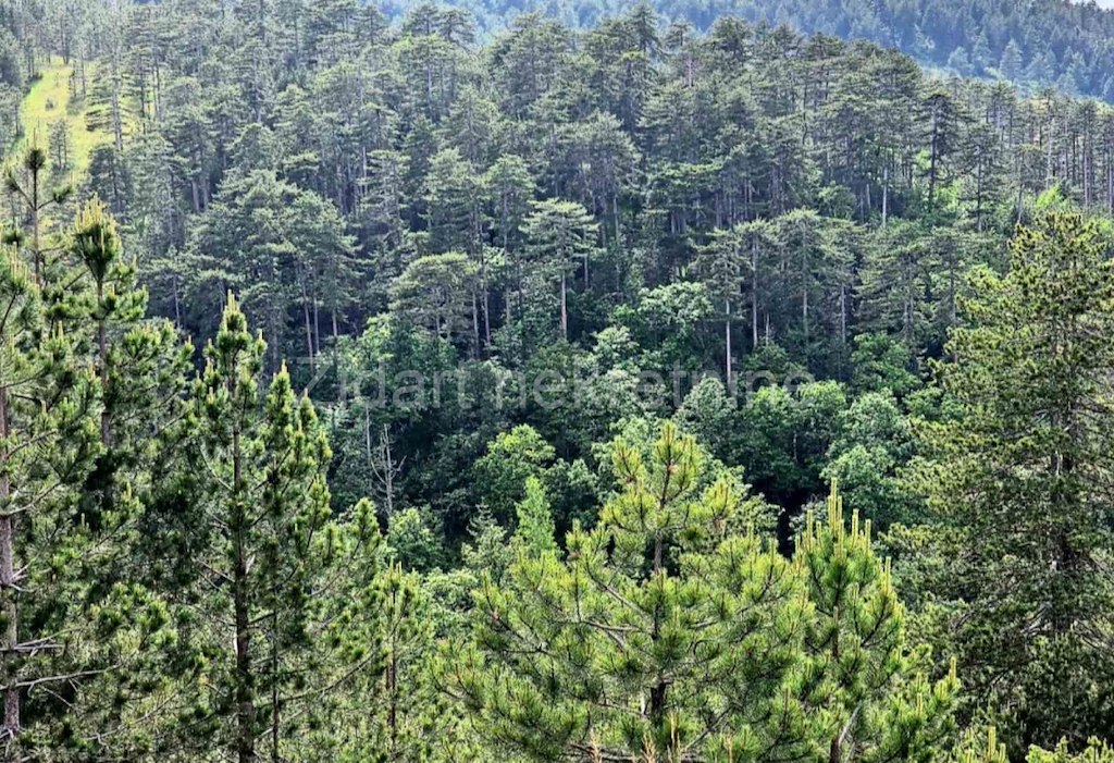 Zlatibor, Vodice, Izuzetan plac 11, 43 ara, Preporuka