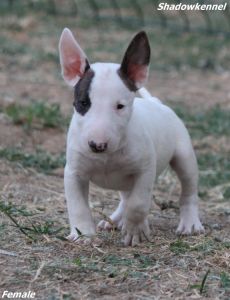 Mini Bull Terijer prelepi štenci