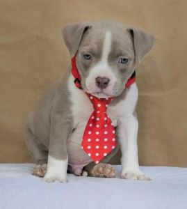 American bully pocket