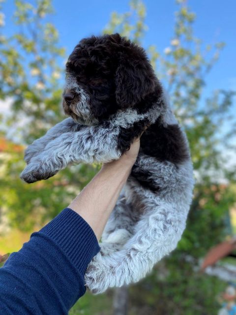 Lagotto Romagnolo štenci