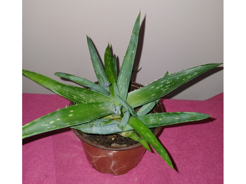 Aloja - Aloe vera- 2