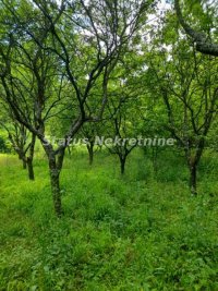 Banstol-*Super Povoljno*-Veliki Građevinski Plac 2165 m2 u Zelenoj Oazi sa bezplatnom strujom-065/38