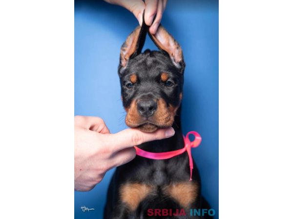 Doberman prelepi štenci