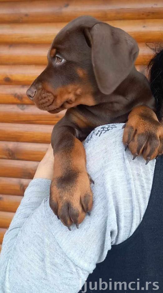 Doberman prelepi štenci