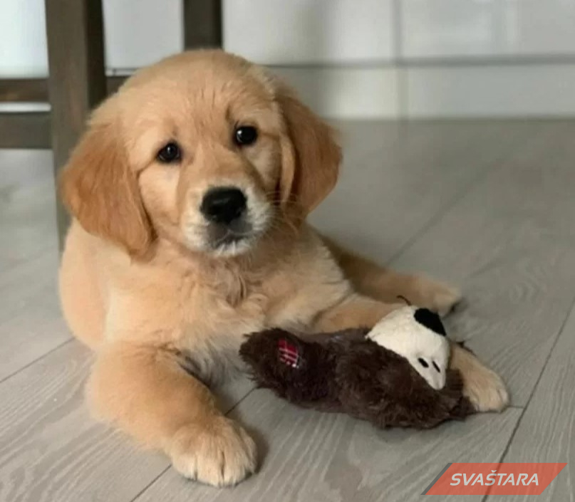 Zlatni retriver i Labrador štenci