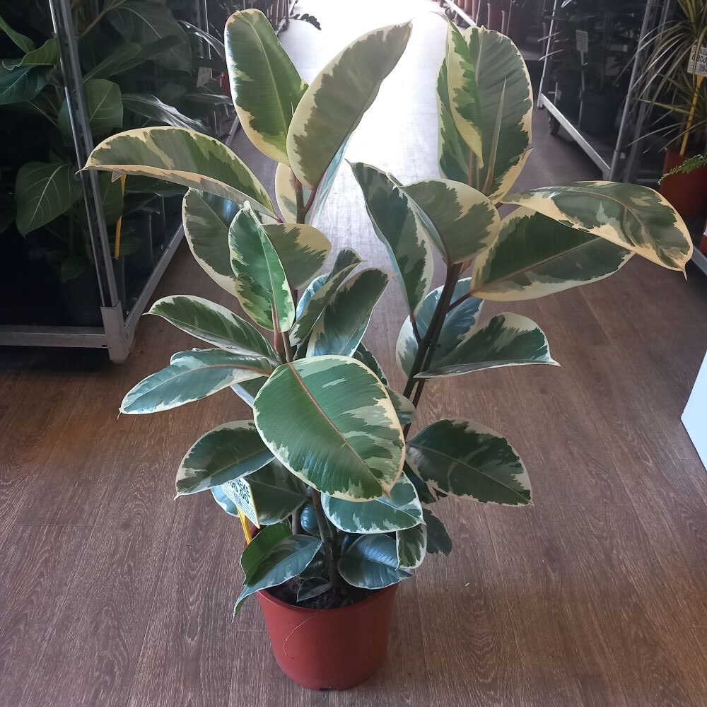 Ficus elastica ‘Tineke’ 85 cm