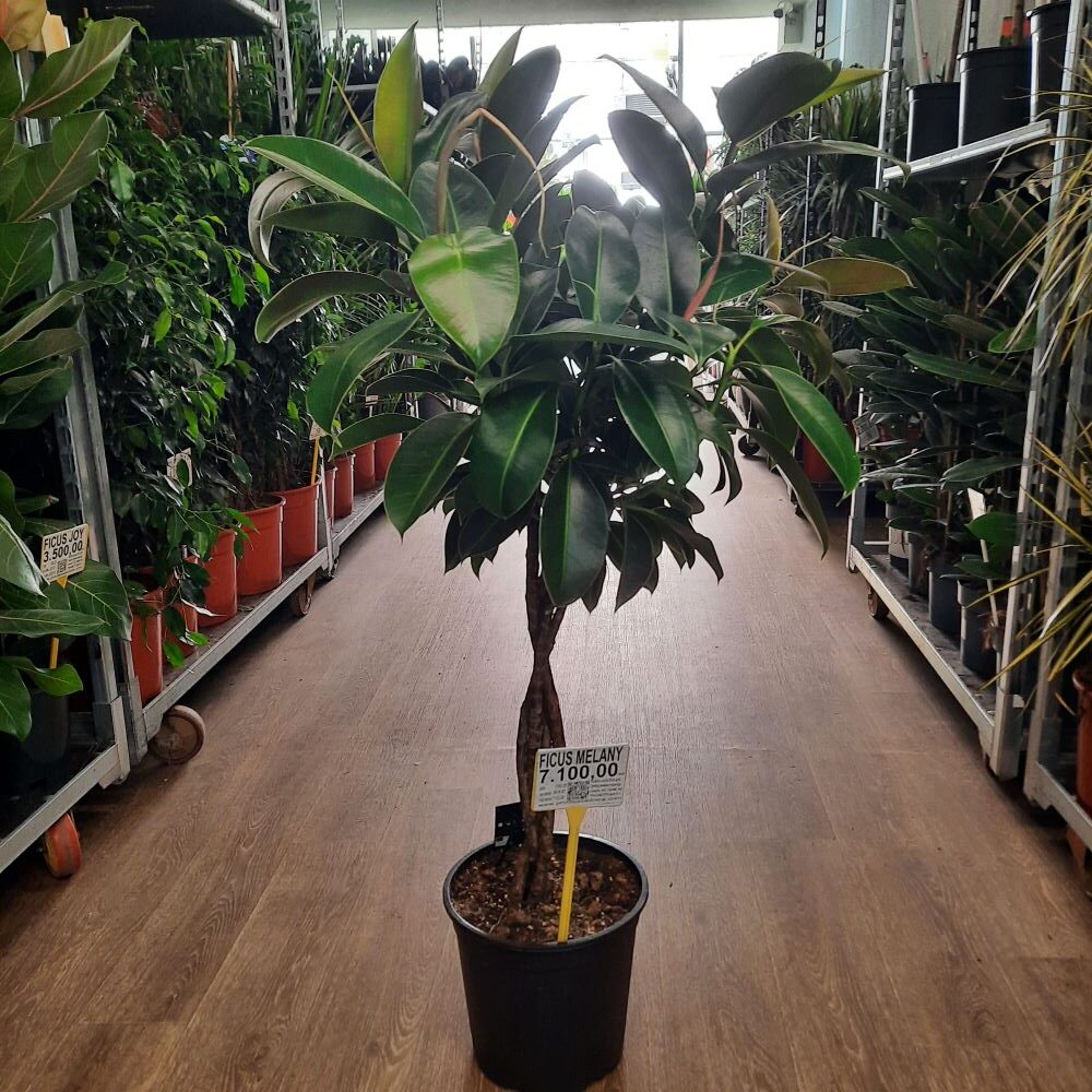 Ficus elastica Melany 120 cm