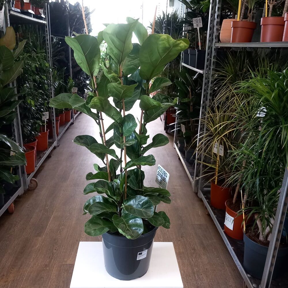 Ficus lyrata 115 cm