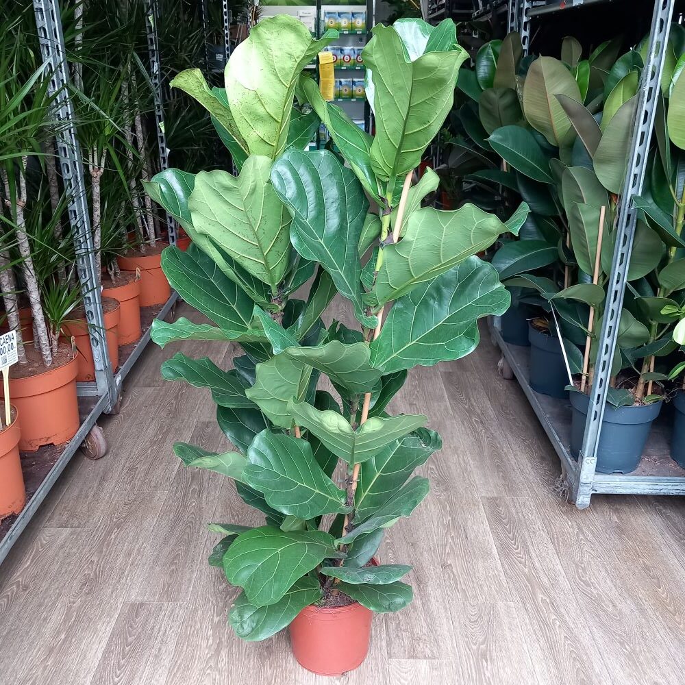 Ficus lyrata 140 cm