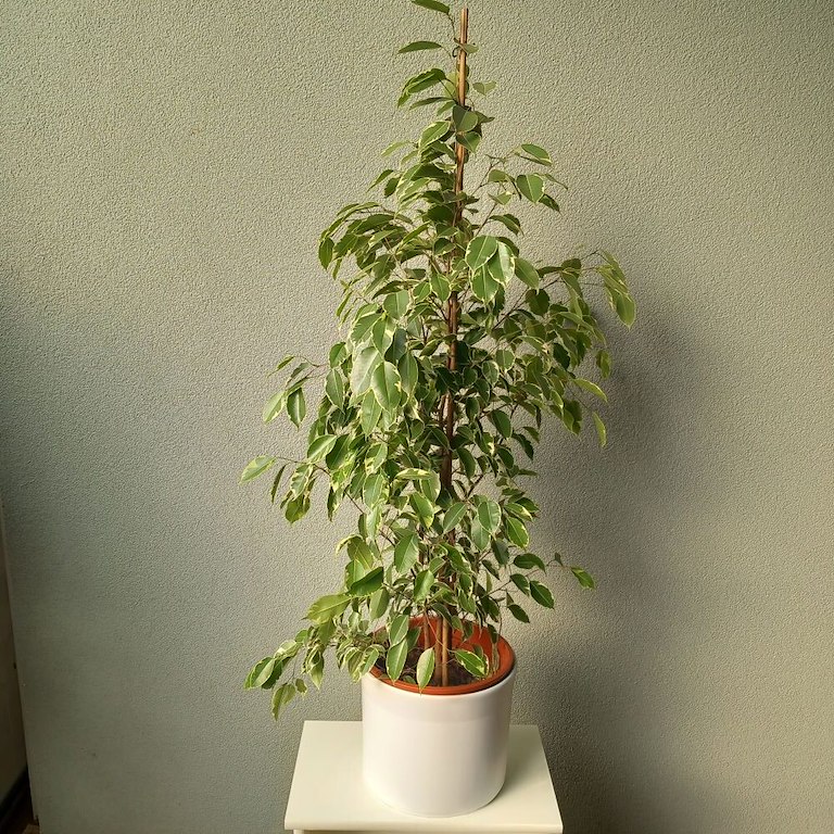 Ficus benjamin Golden King 155 cm