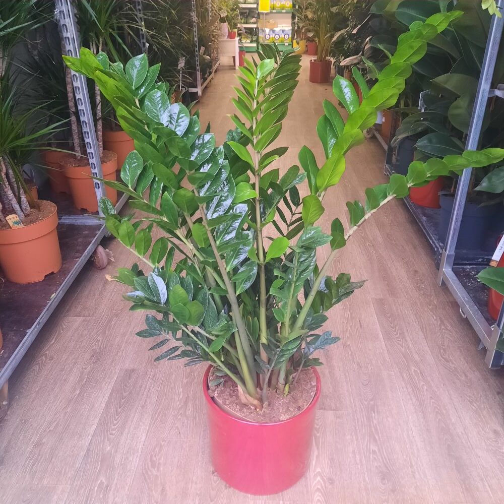 Zamija Zamioculcas zamiifolia 120 cm