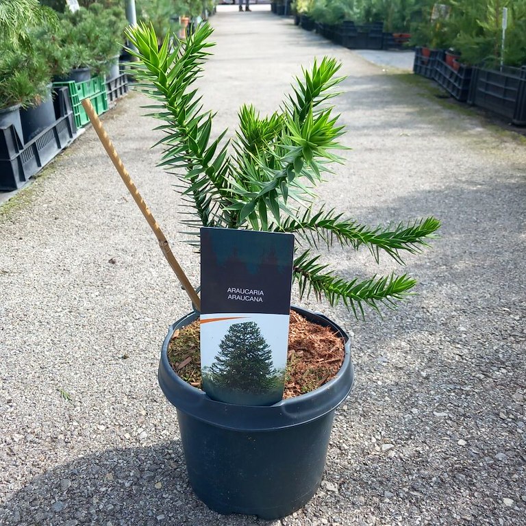 Čileanski bor Araucaria araucana 25 cm