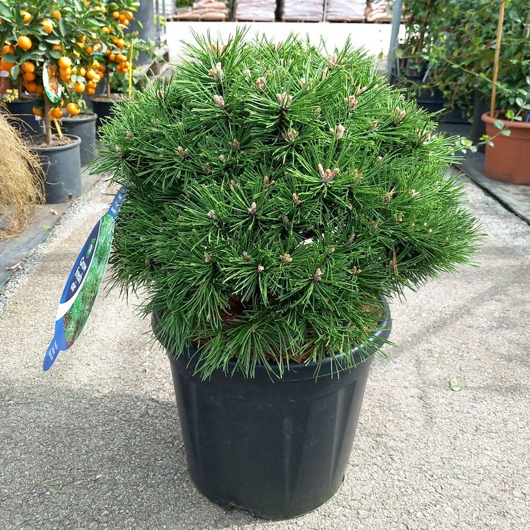 Pinus mugo Benjamin 60 cm