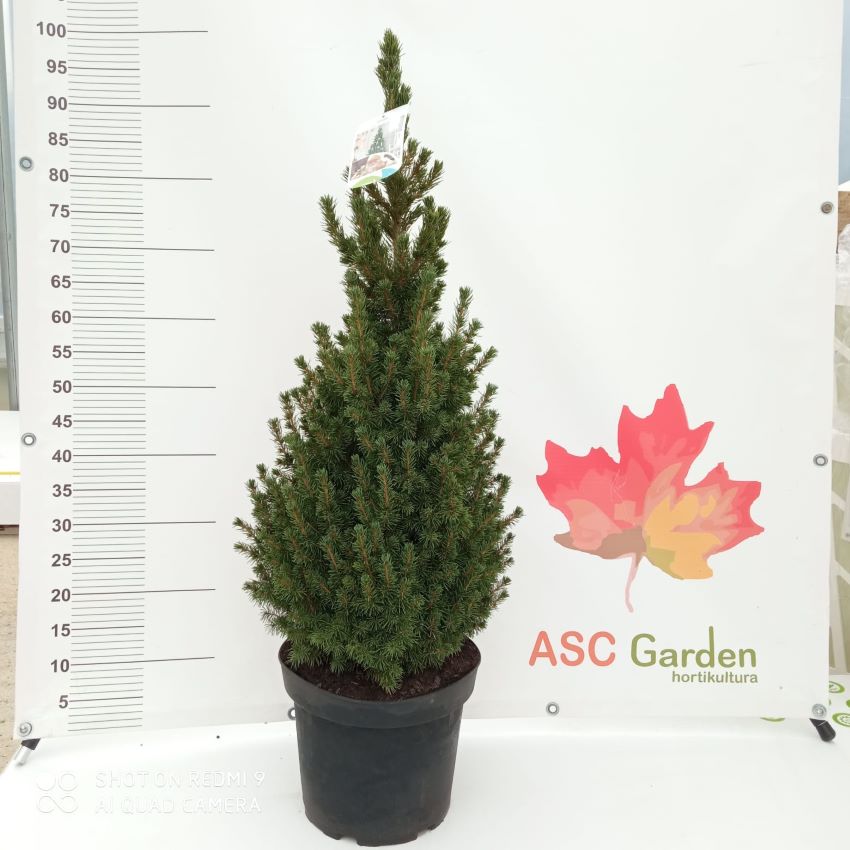 Picea glauca ‘Conica’ 50-60 cm Patuljasta smrča