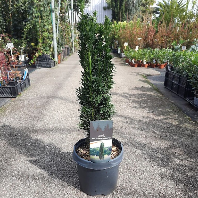 Taxus baccata fastigiata robusta 45 cm