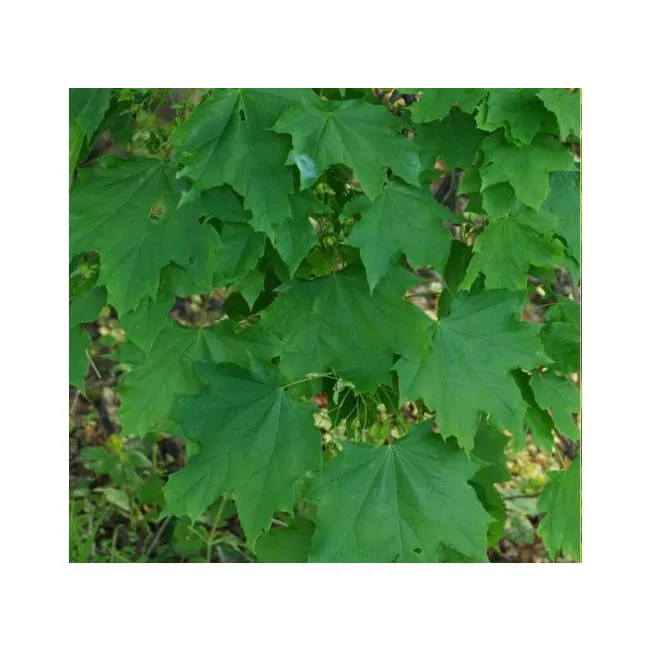 Acer platanoides • C2 L • 100/150 CM