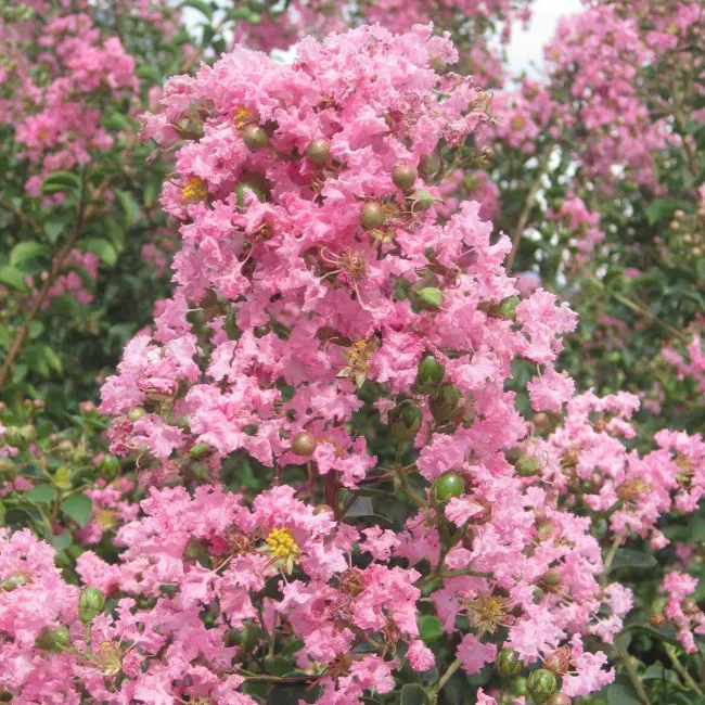 Lagerstroemia indica 'Rosea' • C2L • 80/100 CM