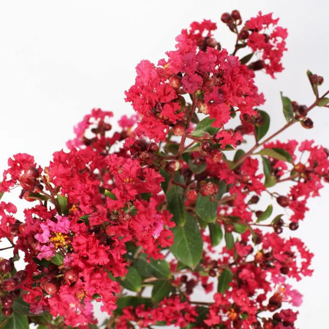 Lagerstroemia indica 'Turenne' • C2 L • 80/100 cm