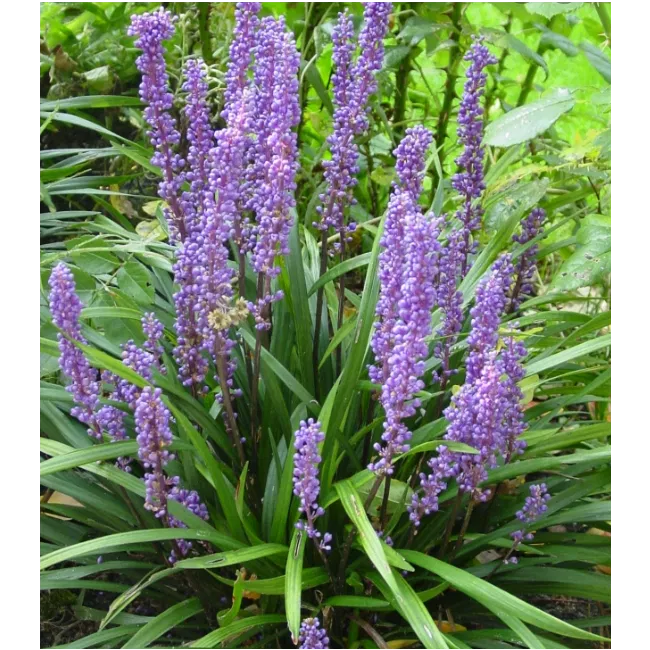 Liriope muscari ' Big Blue' -C 2 L- 20/40 cm