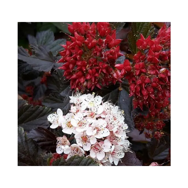 Physocarpus opulus Red Baron