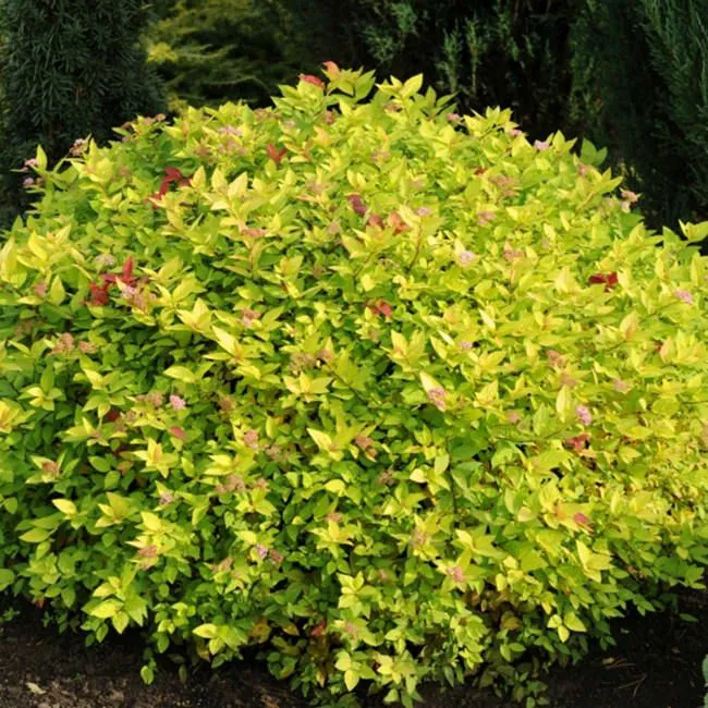 Spiraea japonica 'Golden Princes' • P15 • 10/15 cm