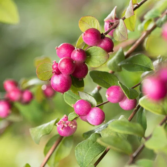 Symphoricarpos x chenaultii Hancock