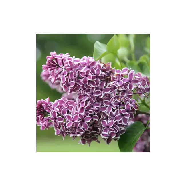 Syringa vulgaris Sensation