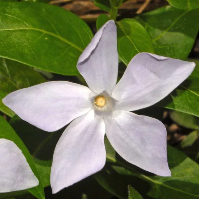 Vinca minor 'Gertrude Jekyll' • P 9 • 15/20 CM