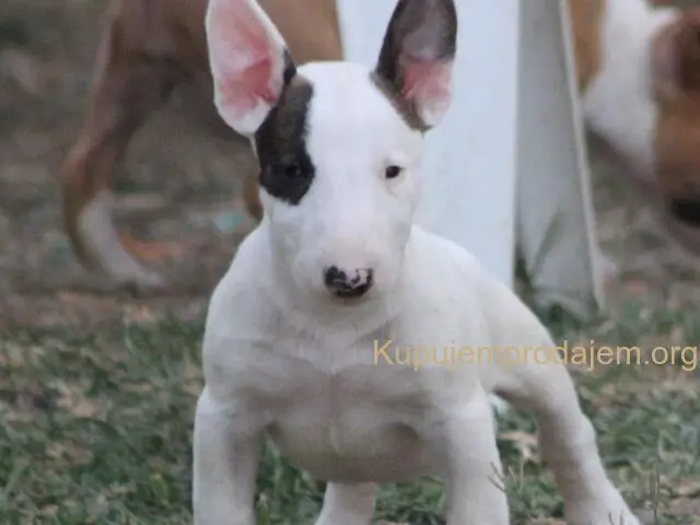 Mini Bull Terijer prelepi štenci