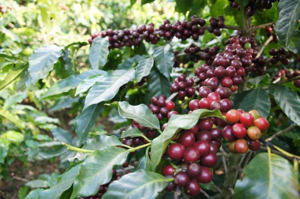 El Salvador Los Pirineos - Pacamara CM - Project Origin