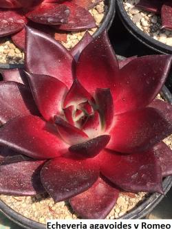 Echeveria agavoides v Romeo - 20 semenki