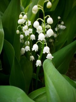 DJURDJEVAK Convallaria majalis