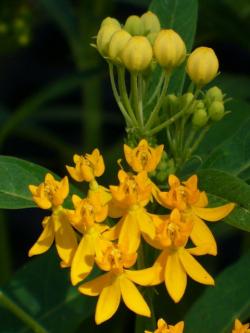 Asclepias curassavica - žuta