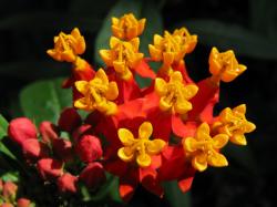 Asclepias curassavica - crveno žuta