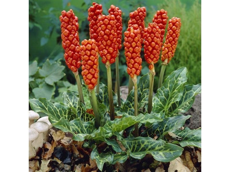 KOZLAC - Arum italicum - 3 biljke