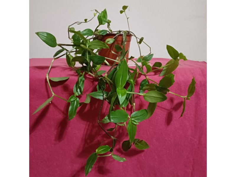 Tradescantia fluminensis - zelena