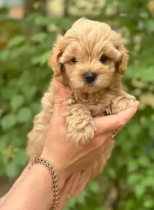 Maltipoo i Toy pudle štenci